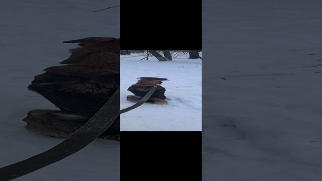 ❗РЕАКЦИЯ ПРОФИ НА КОТА❗