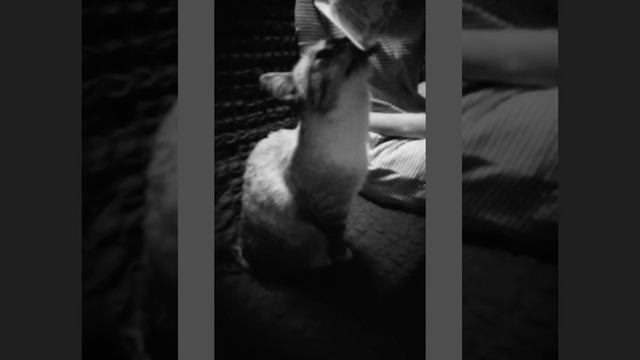 Кот-лакомка//Кот-сластена//Cat-sweet-tooth//Cat-sweet-tooth