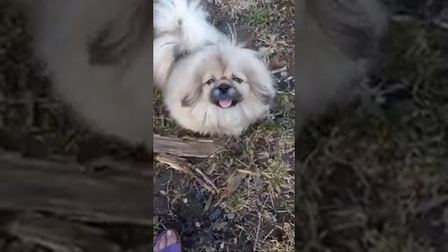 пекинес БОЛЬШОЕ ЧУДО КОРИАНДР , 5 месяцев