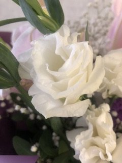 Эустома (лизиантус) выращивание из семян