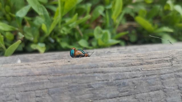 день любви в природе