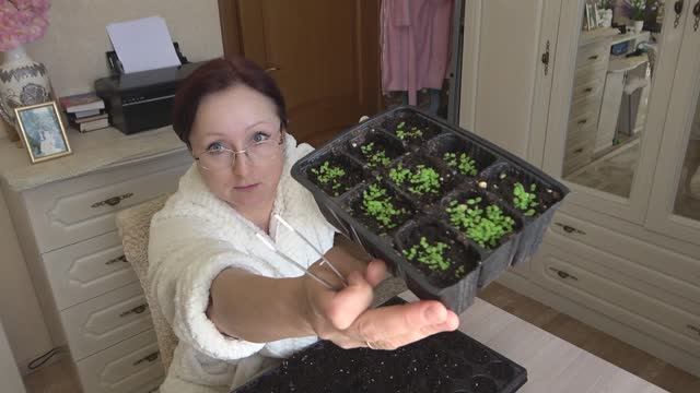 В городе. Пикирую петуньи и душистый табак. Острый перец и баклажаны. 22 марта 2023 года.