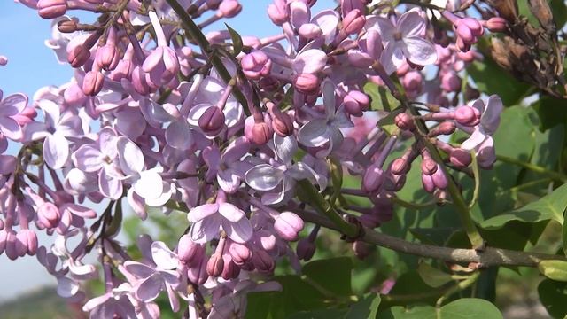 Яркие и нежные краски ВЕСНЫ