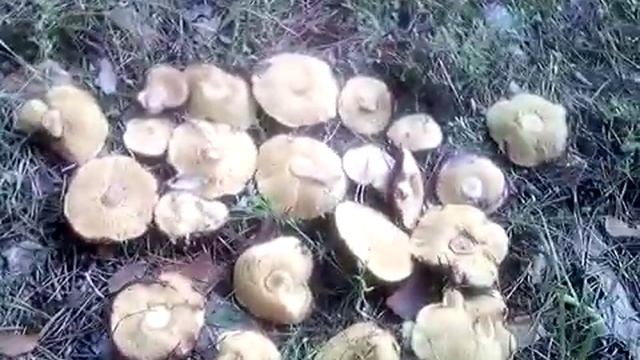 Грибы радуют