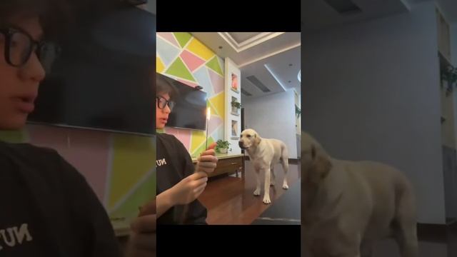 Фокус для собаки
