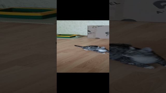 Подстава-подстав от Таи. Пируэты не хочу!