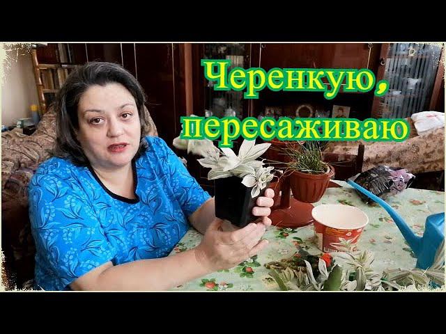 Черенкую пеларгонию, пересаживаю традесканцию. Комнатные цветы