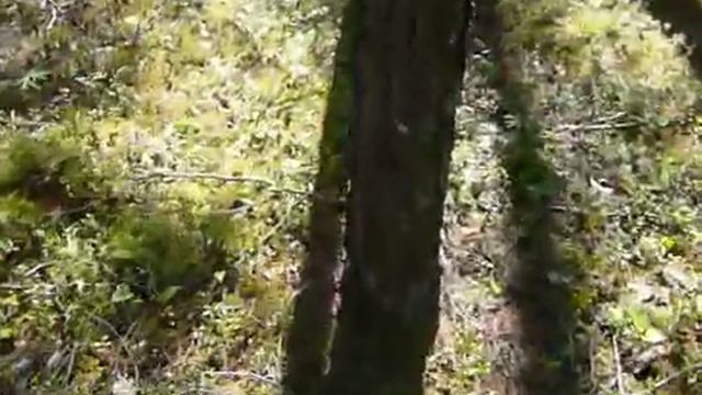 Ориентирование в тайге по лишайникам (продолжение) 16