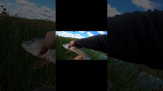 так поймали