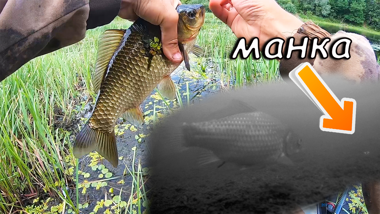 Да СКОЛЬКО тут карася Подводная сьемка. Рыбалка на поплавок в августе