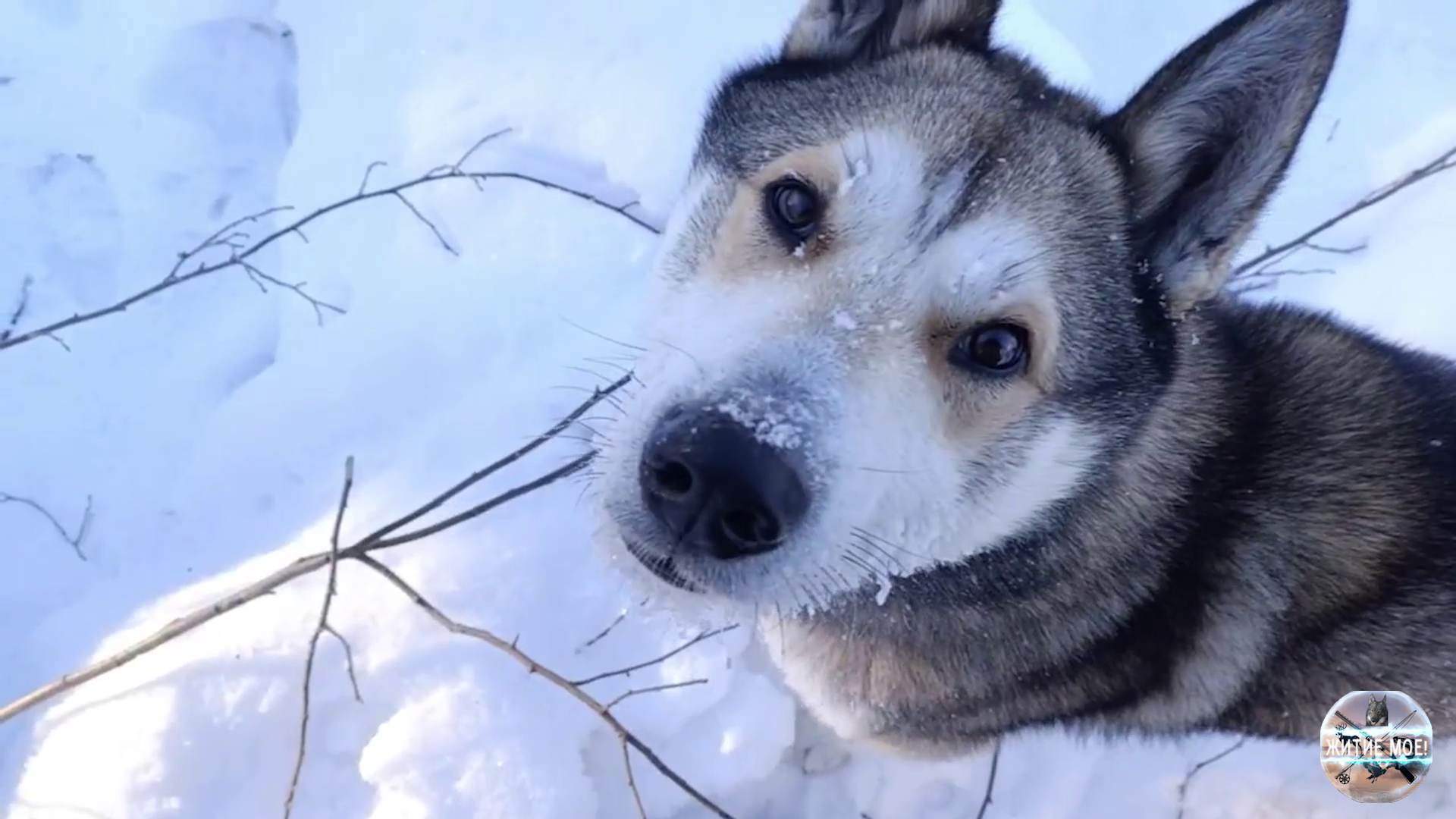 Добыли с Бесом еще одного бобра. Проверка капканов на бобров.