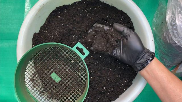 Легко и просто произвожу посев семян перца и баклажанов и лука эксибишен.