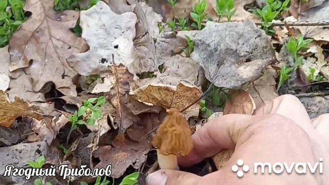 ❗Закрыла сезон сморчковой шапочки 🍄 14.04.2024 г. Курская область❗