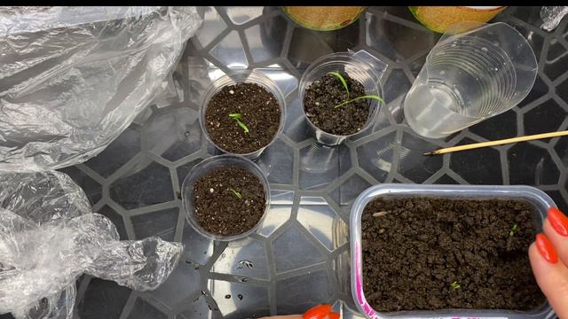 Результат  посева своих семян дихондры превзошёл все ожидания.