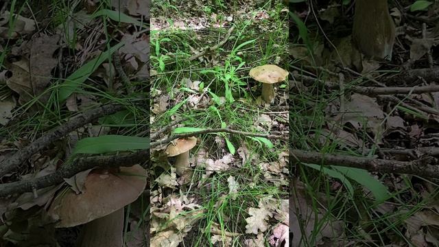 Белый гриб боровик.mp4