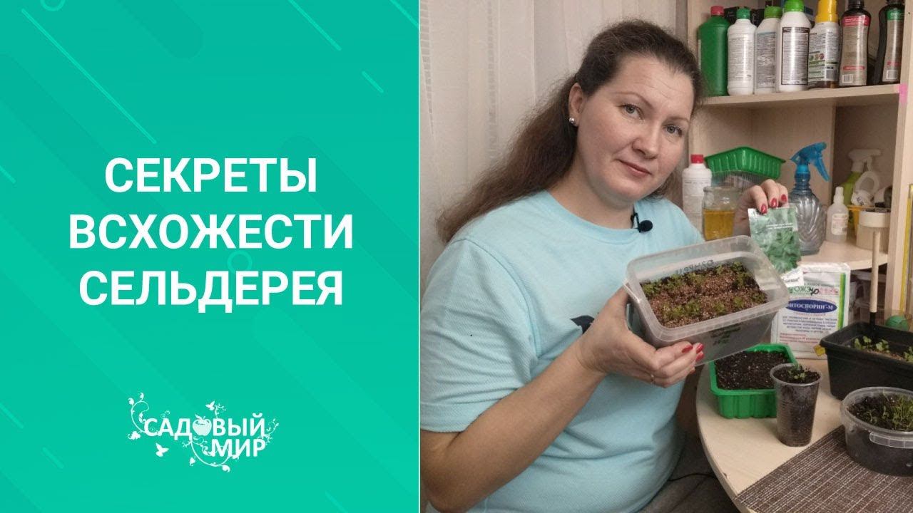 Секреты всхожести сельдерея. Урожай ранней витаминной зелени. СЕЗОН 2020