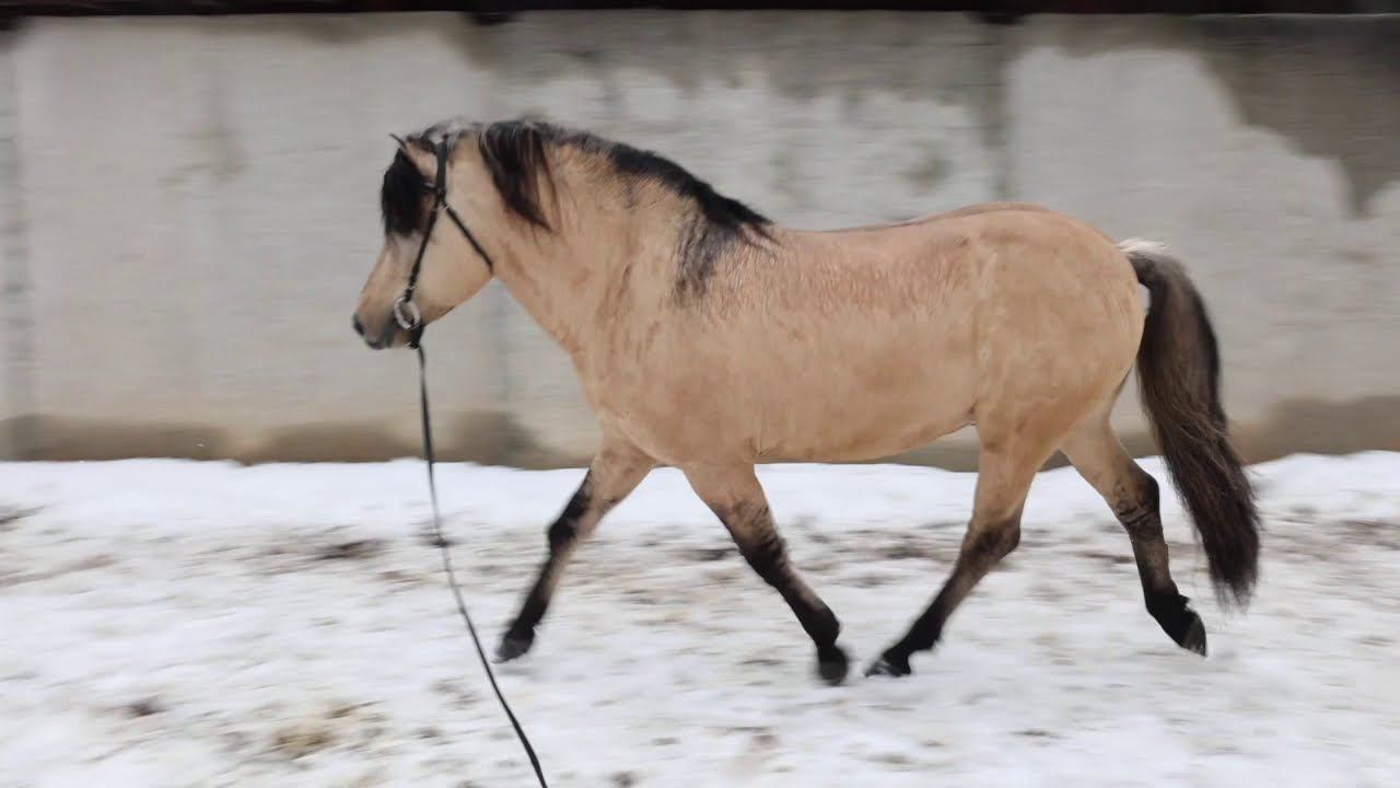 Жеребцы вятской породы КСК "ЛАИР"
