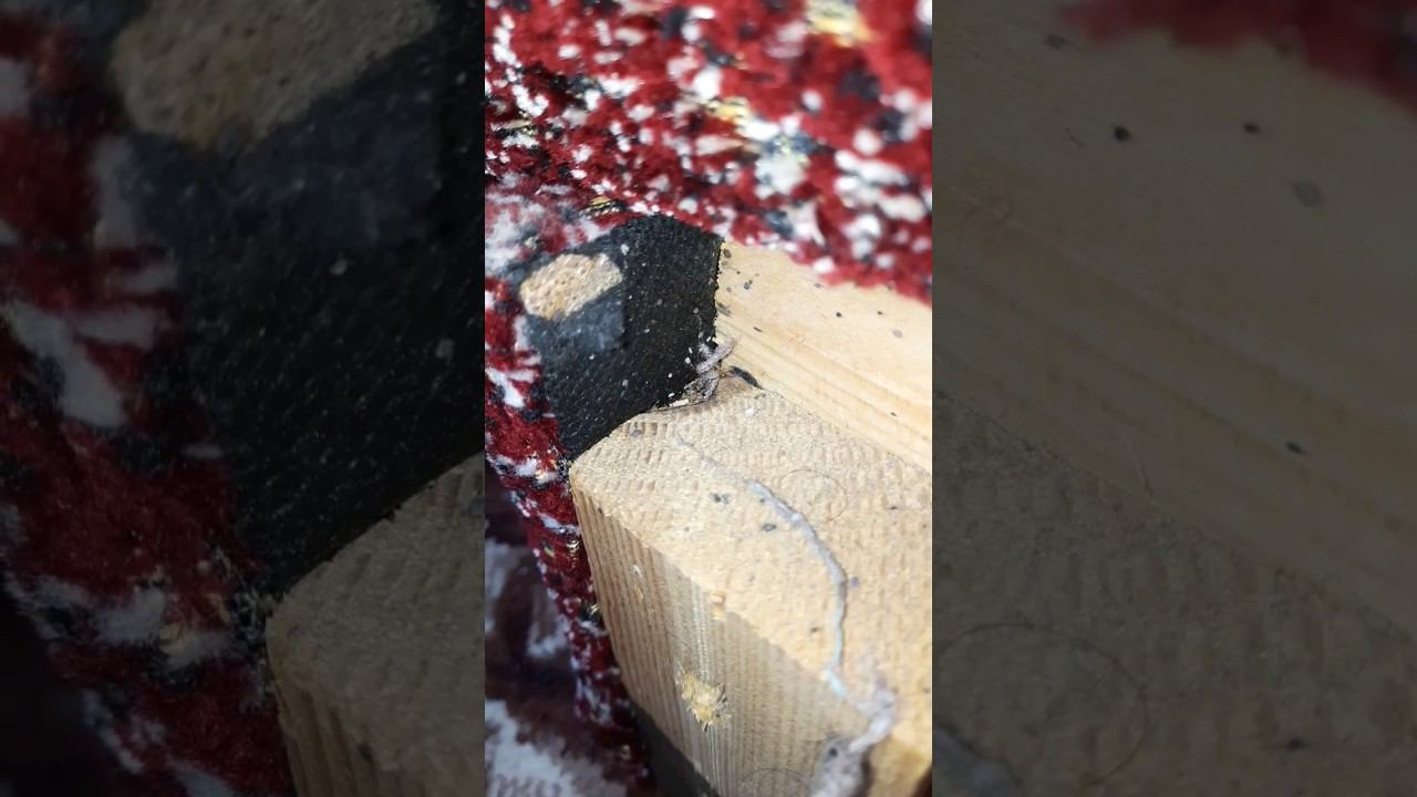 Диванная клопиная "прелесть" |Подпишись | #клопы #клопывквартире #клопывдиване