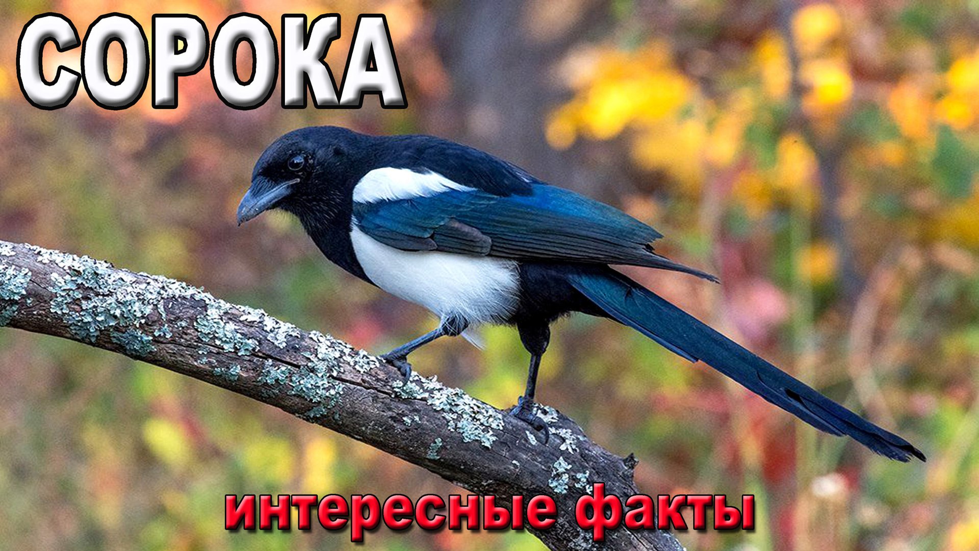 Сорока, интересные факты.