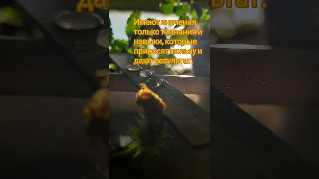 Смысловая цитата #4