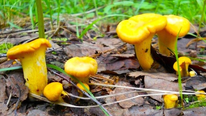 Поход за молодыми лисичками