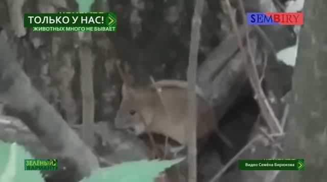 ЖИВОТНЫХ МНОГО НЕ БЫВАЕТ! ЗЕЛЁНЫЙ ВАРИАНТ. Выпуск от 01.06.2019