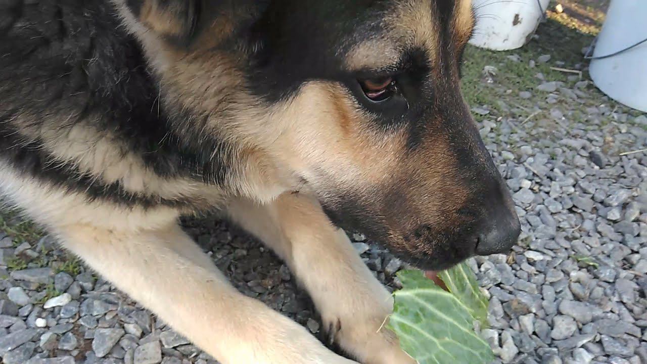 #vegan ЧТО СКАЖИТЕ НА ЭТО МЯСОЕДЫ !??