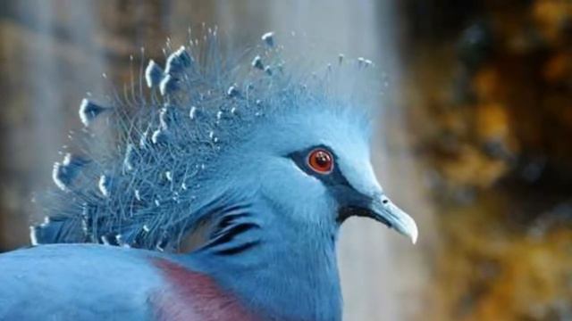 дикие птицы