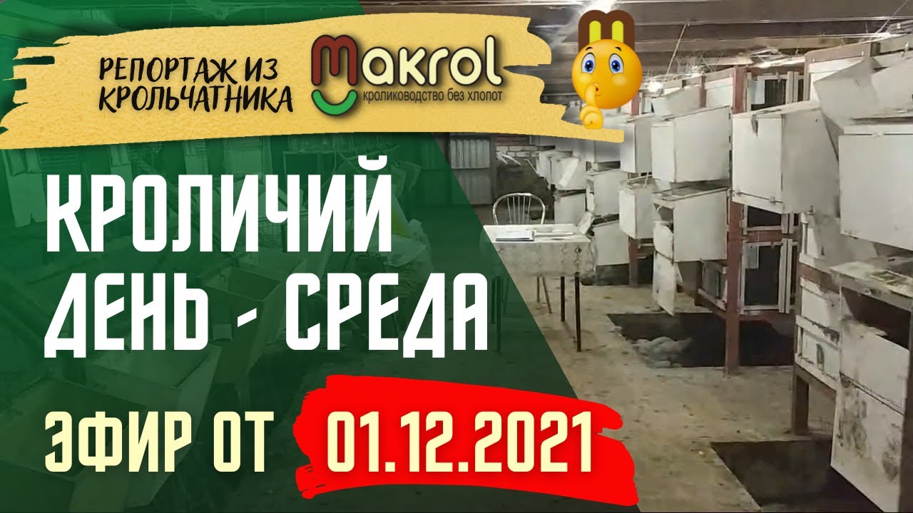 01.12.2021 ?Крольчатник Макрол. ?Еженедельный эфир из крольчатника. Макляк.