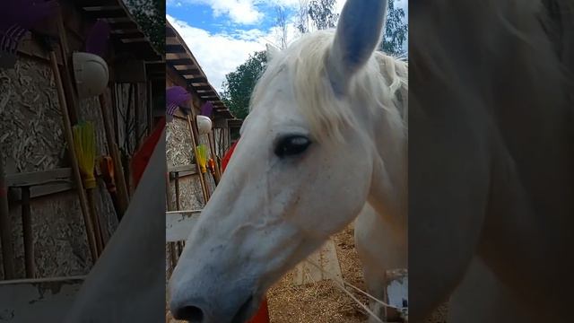 Скотный двор 2