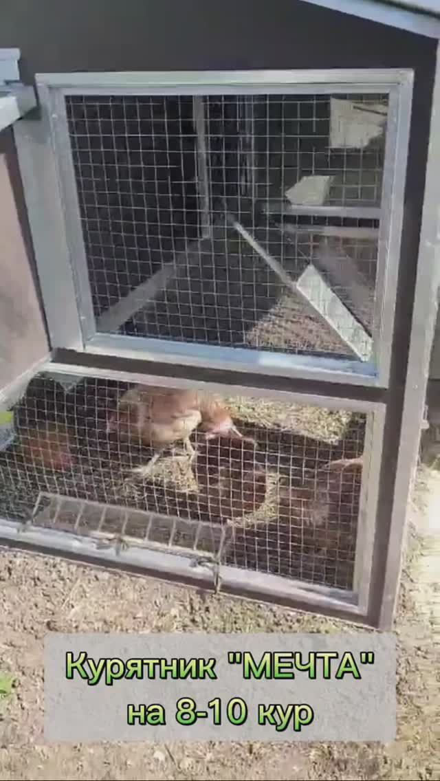 🌱Курочки гуляют, радуются солнышку, щиплют травку в новом домике на 8-10 кур _Мечта_ #ферма #shorts