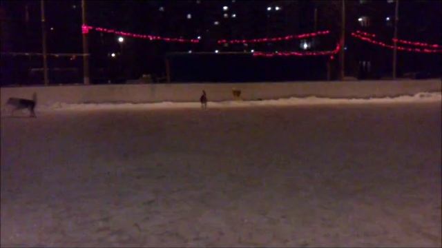 Вечерние гульки, 17 Январь 2014...
Ганька, Денька и Неська...