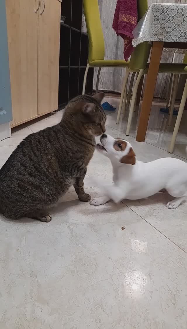 Как кошка с собакой