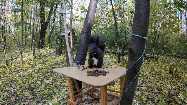 Санкт-Петербург Беличий октябрь  2023 Южно-Приморский парк