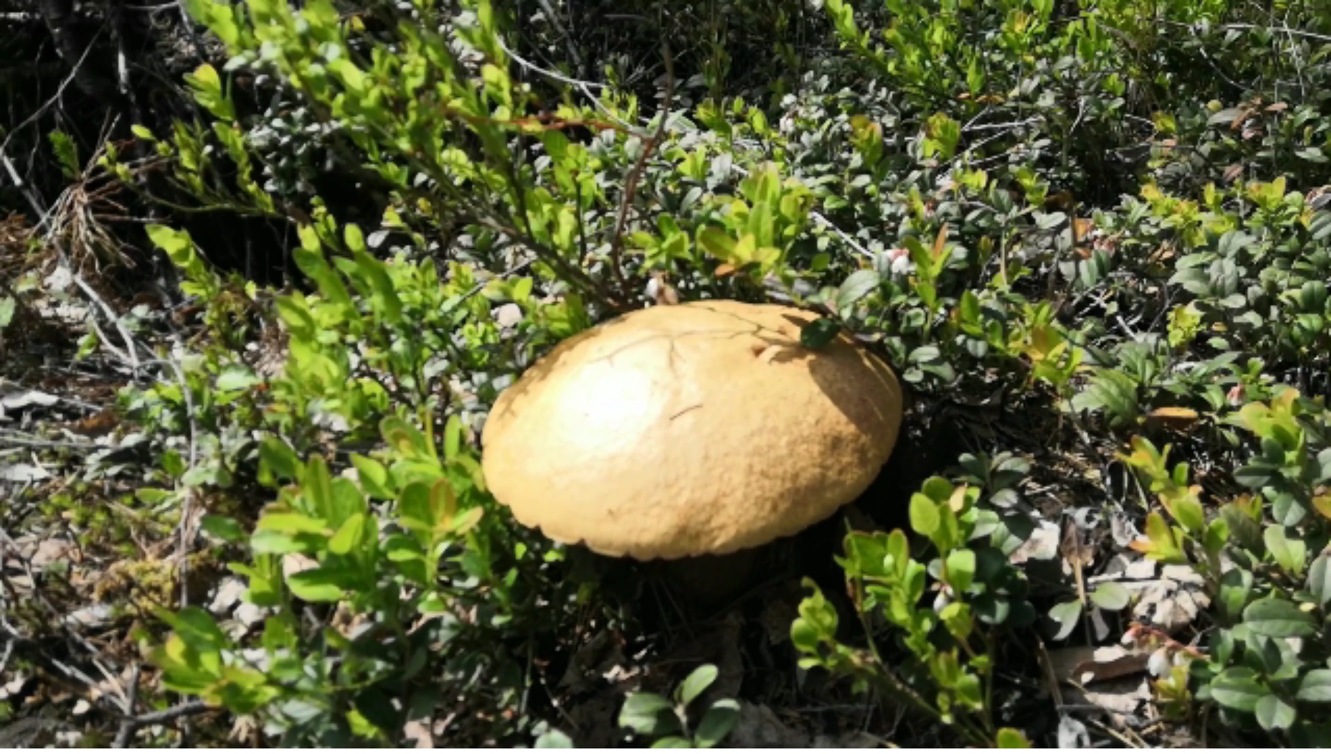 Первые летние грибы 2023. Показываю все, что нашел!