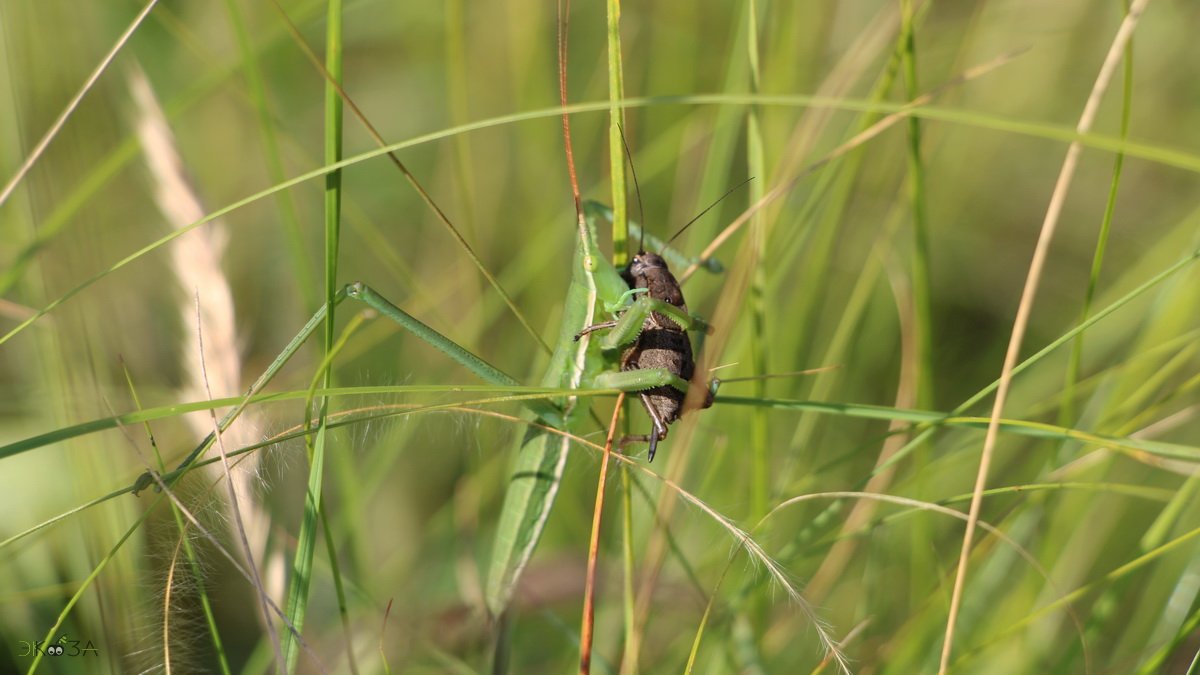 Два кузнечика - дыбка и севчук, хищник и травоядный. Встреча на Двух сестрах