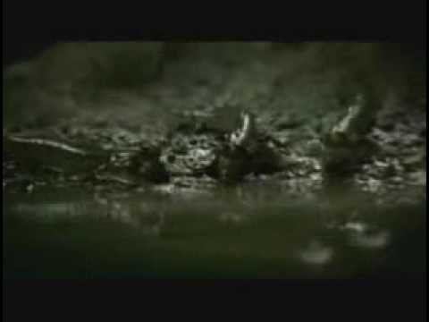 Гиннес. Эволюция. Ночь пожирателей рекламы