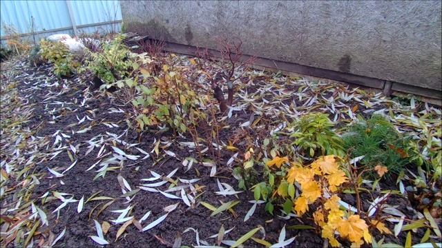 Бонсай открытая книга от А до Zють зимовка на улице прикоп в грунте поздняя осень 2022 год 33 часть