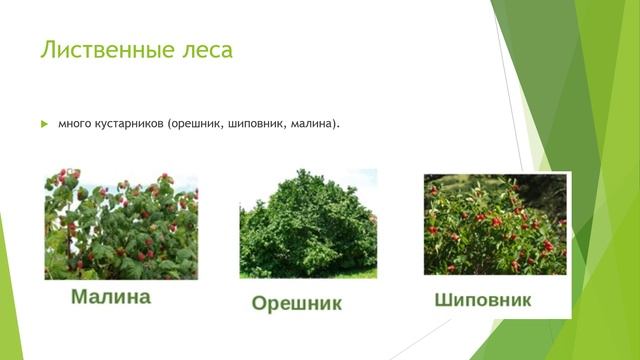 Растения нашей страны природоведение 6 кл.mp4