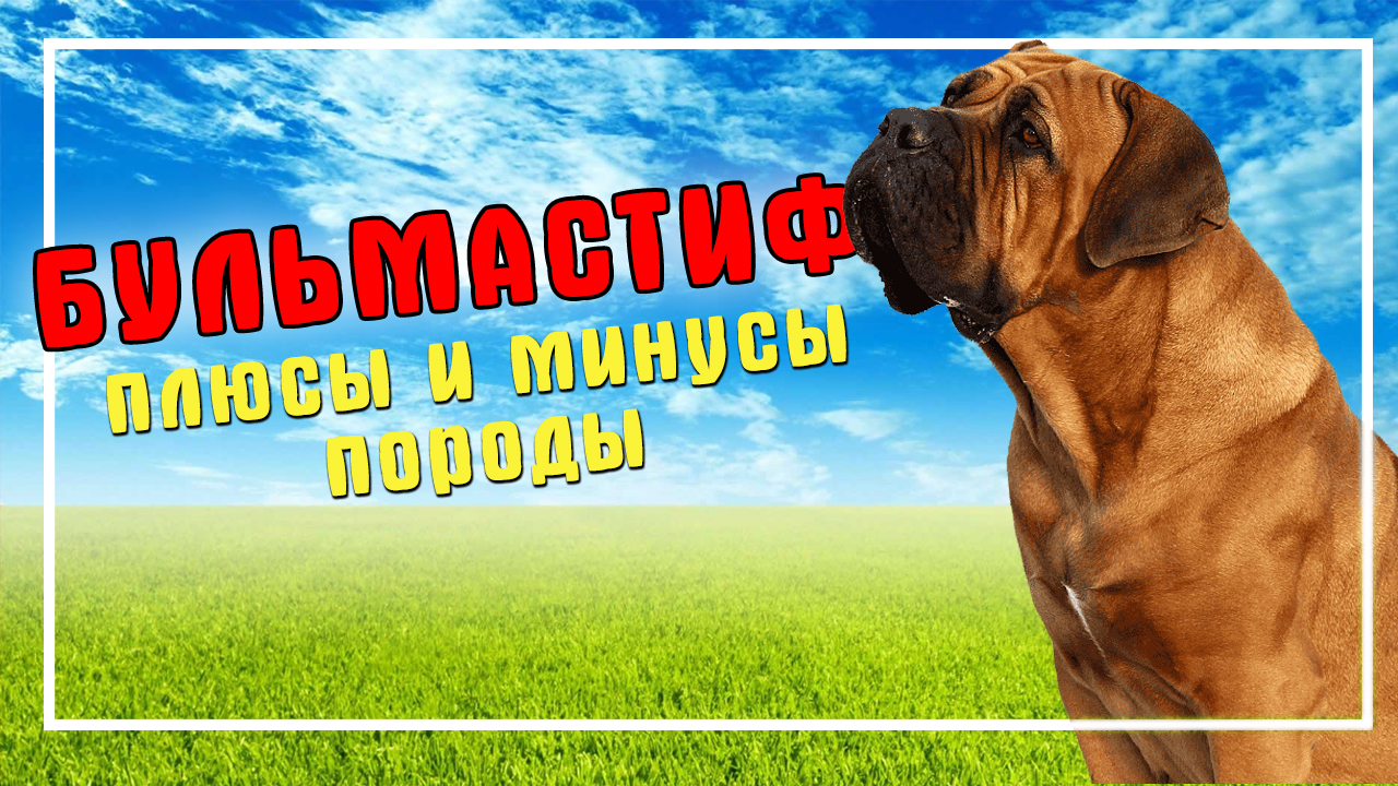 Бульмастиф: все о собаке, фото, описание породы