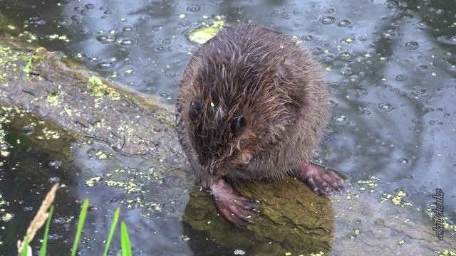 БОБРЁНОК УМЫВАЕТСЯ