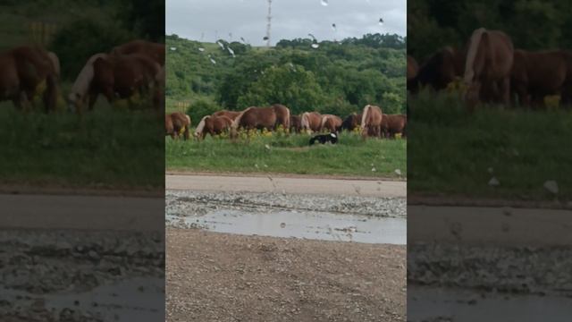 Лошади под охраной собаки