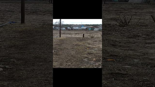 Подготовка клубники к сезону.