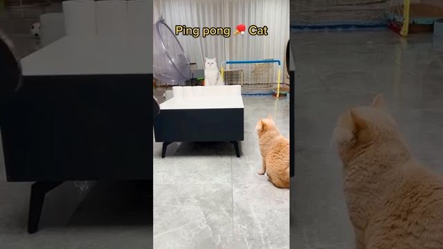 Ну и кто говорит, что коты не спортивные.