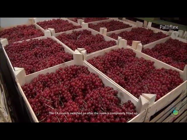 Хранение паллетное ягод в среде РГС