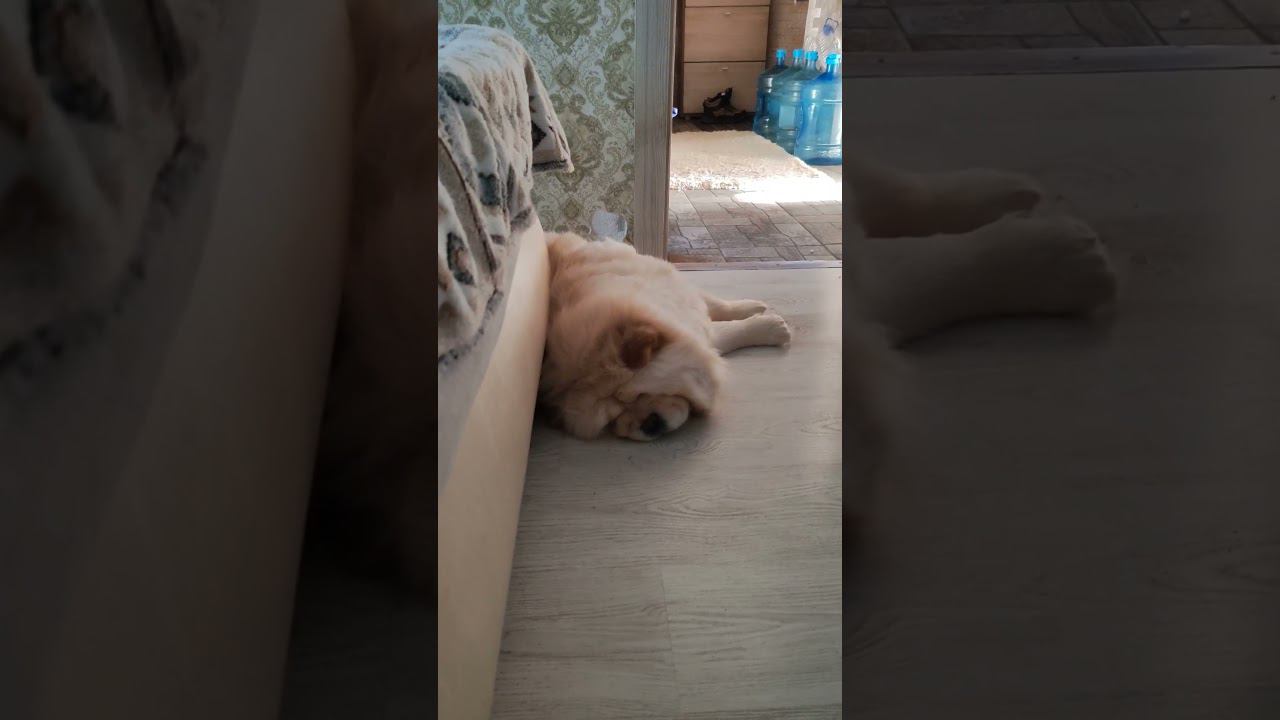 Чау Чау, спим.