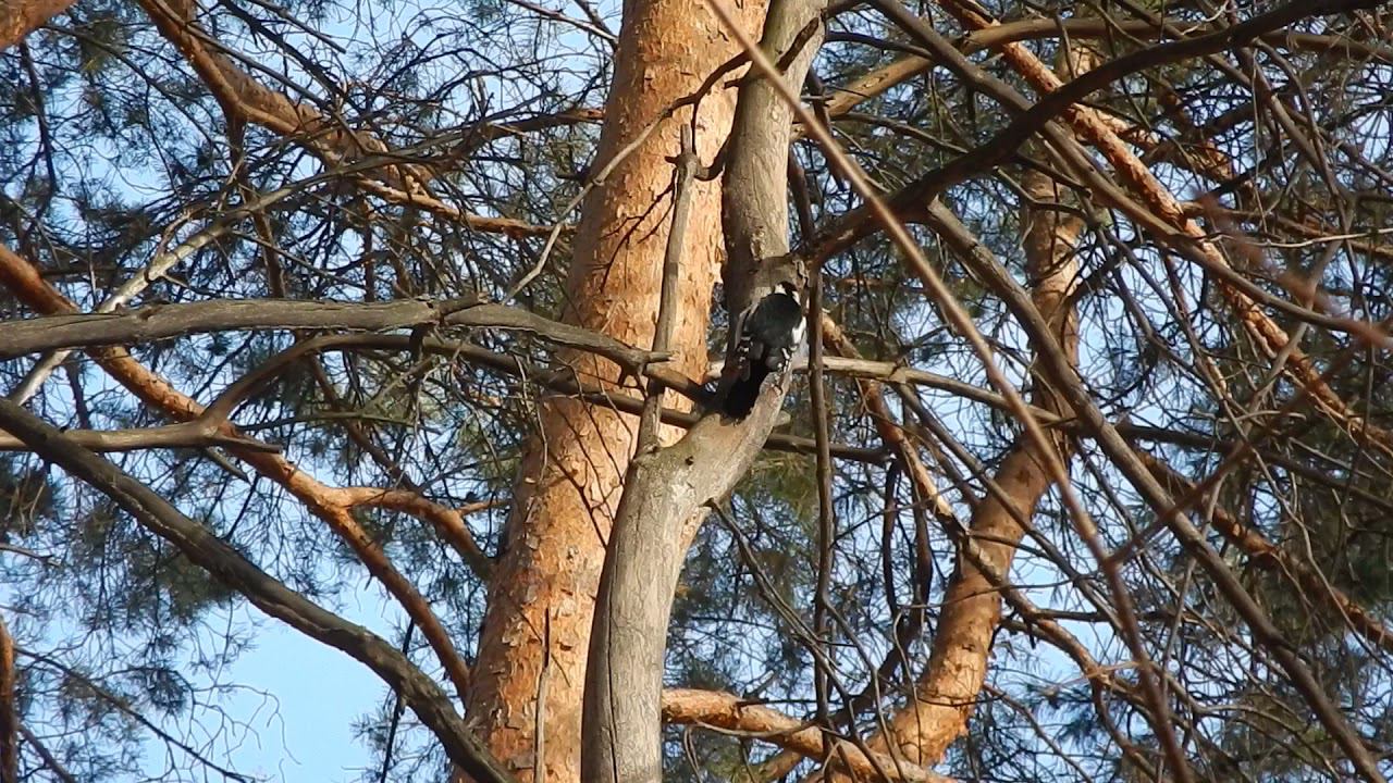 Дятел долбит сухую сосну