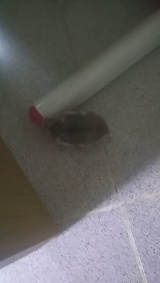 Хомях сбежал 20211019