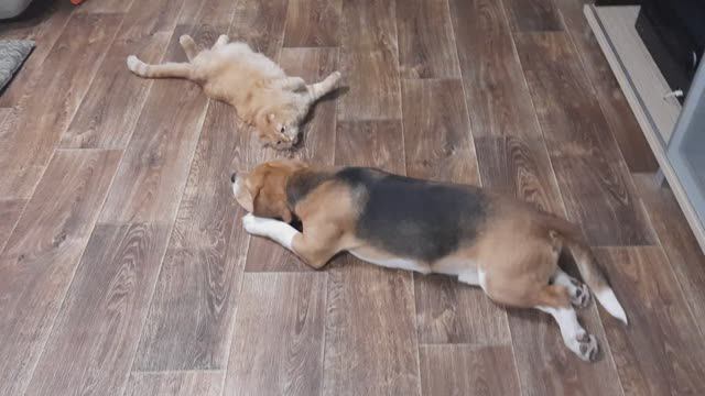 Кто кого перележит )