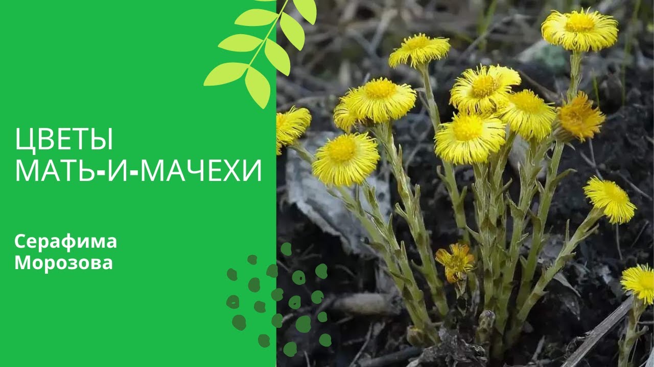 Цветы мать-и-мачихи.mp4